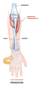 Supinated vs Pronated Grip: The Differences Explained - Inspire US