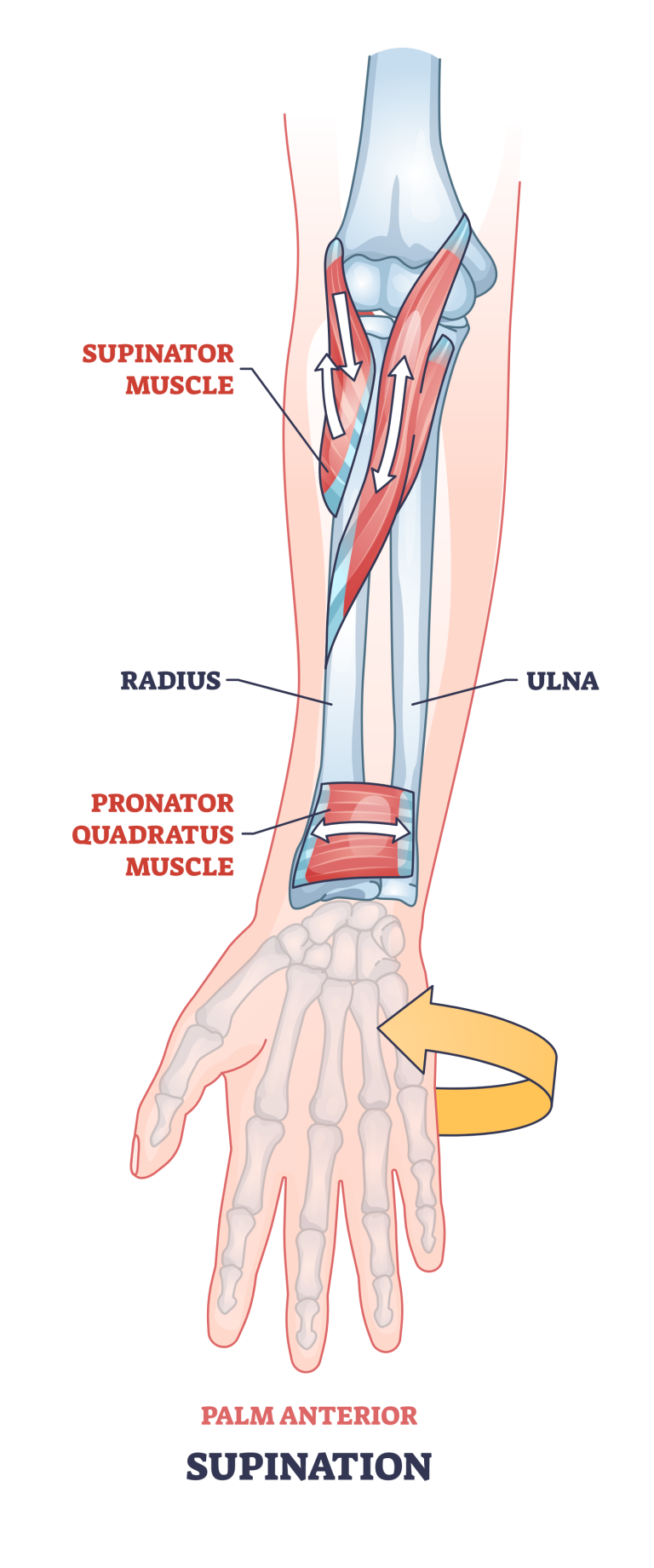 Supinated vs Pronated Grip: The Differences Explained - Inspire US
