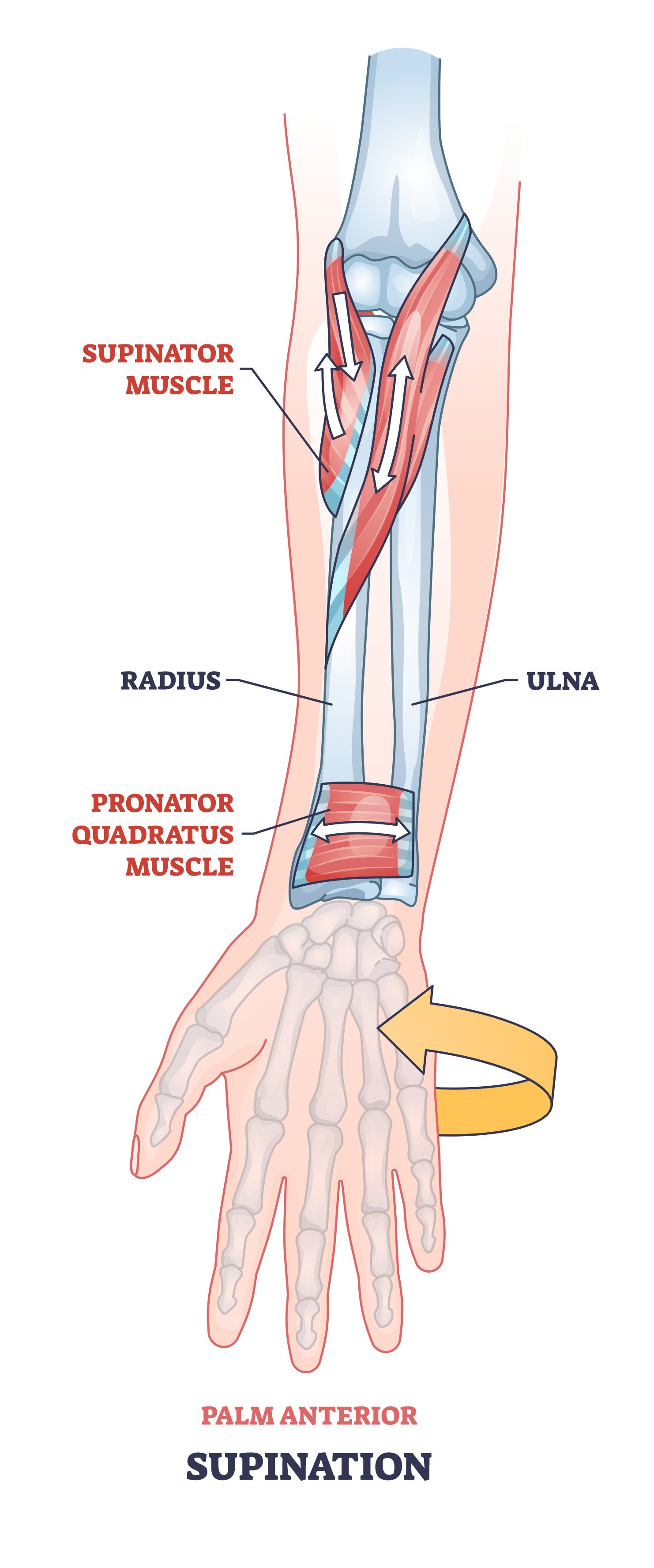 Supinated vs Pronated Grip: The Differences Explained - Inspire US