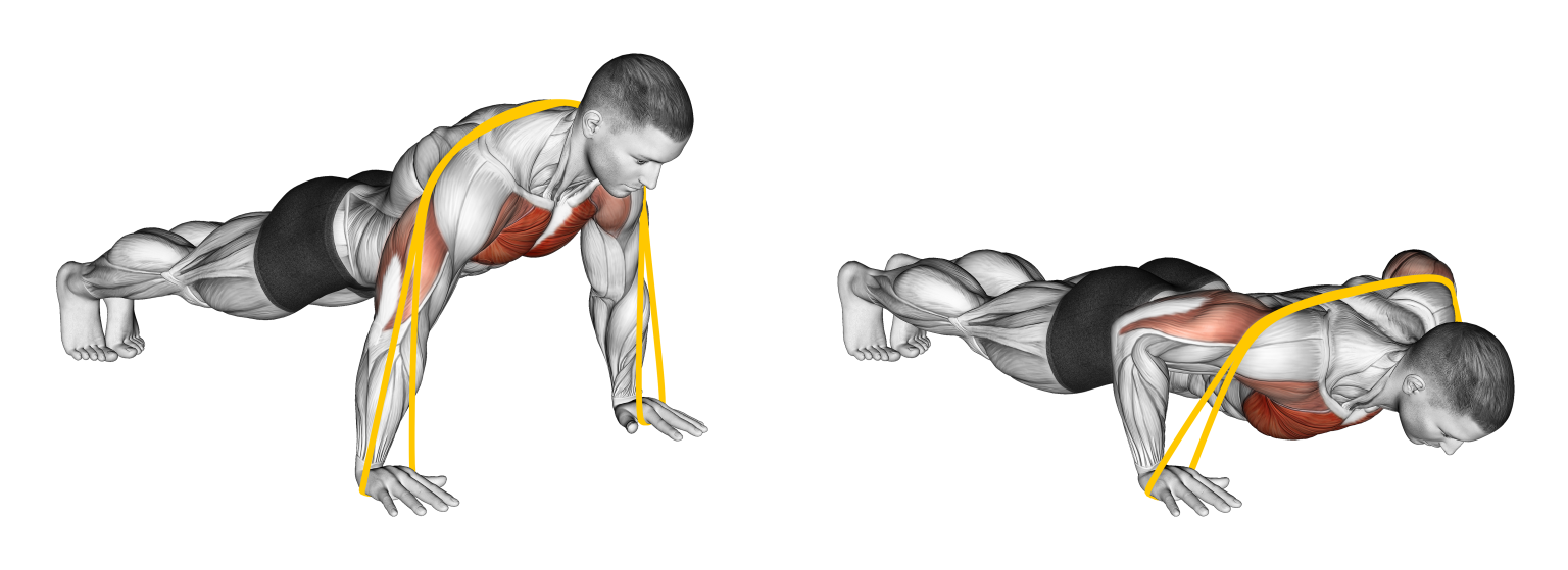 Resistance Band Push-Ups: Benefits, Muscles Worked, and More - Inspire US