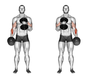 Types of Bicep Curls: 7 Best Variations - Inspire US