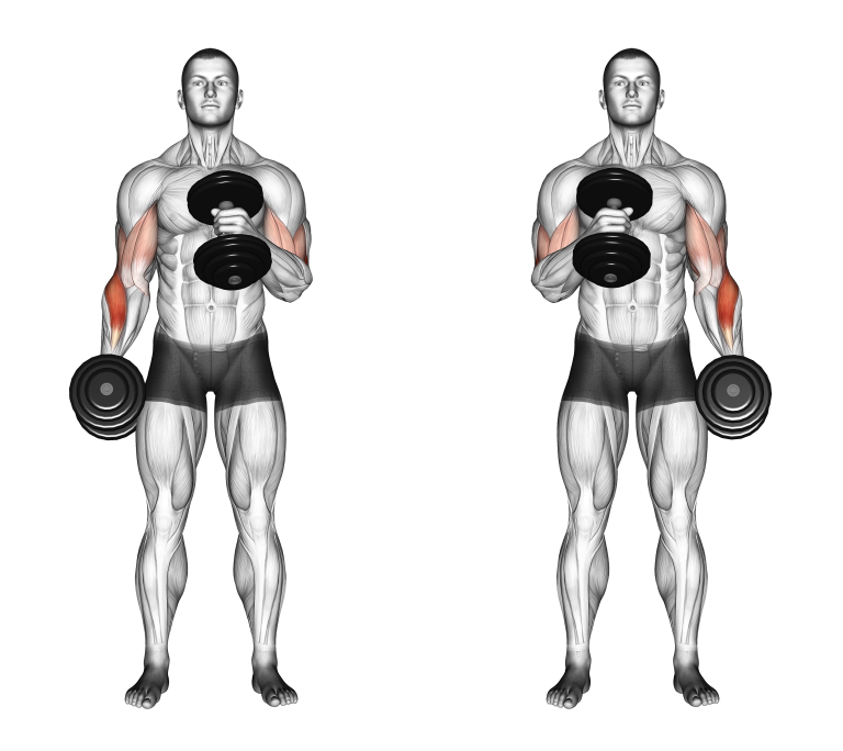 Types of Bicep Curls: 7 Best Variations - Inspire US