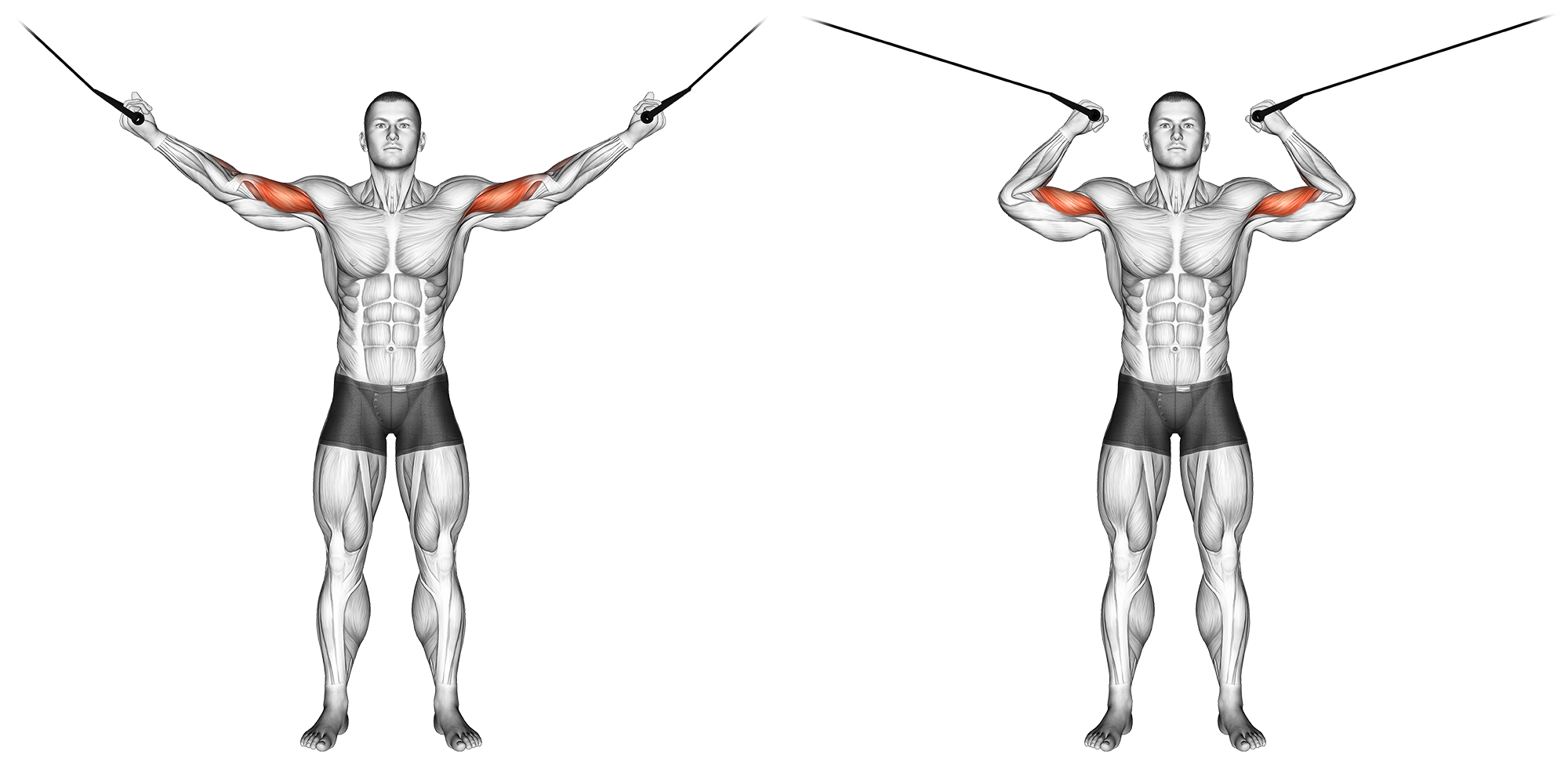 High Pulley Cable Curl: Benefits, Muscles Worked, and More - Inspire US