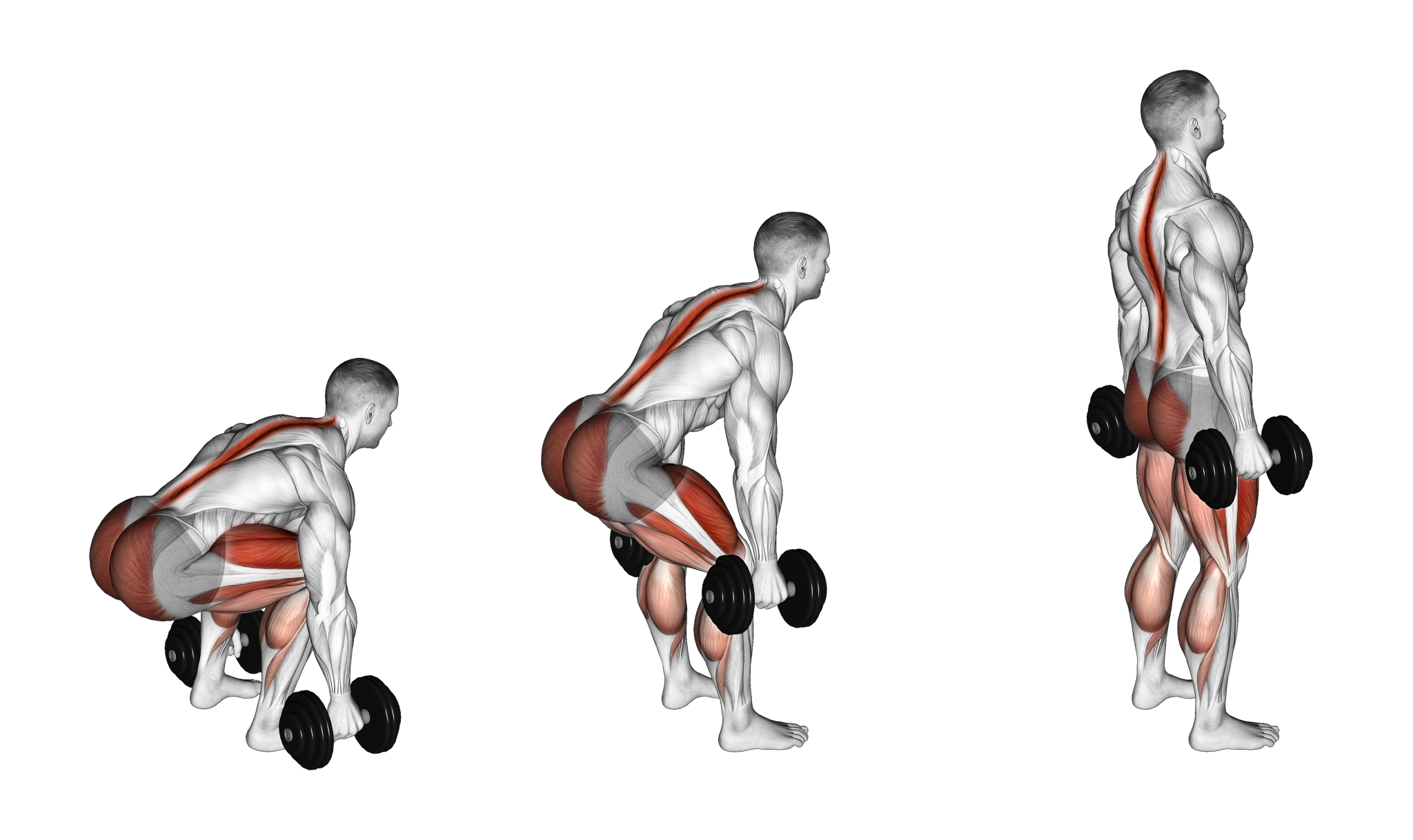 5 Best Lower Back Exercises With Dumbbells (with Workout Program ...