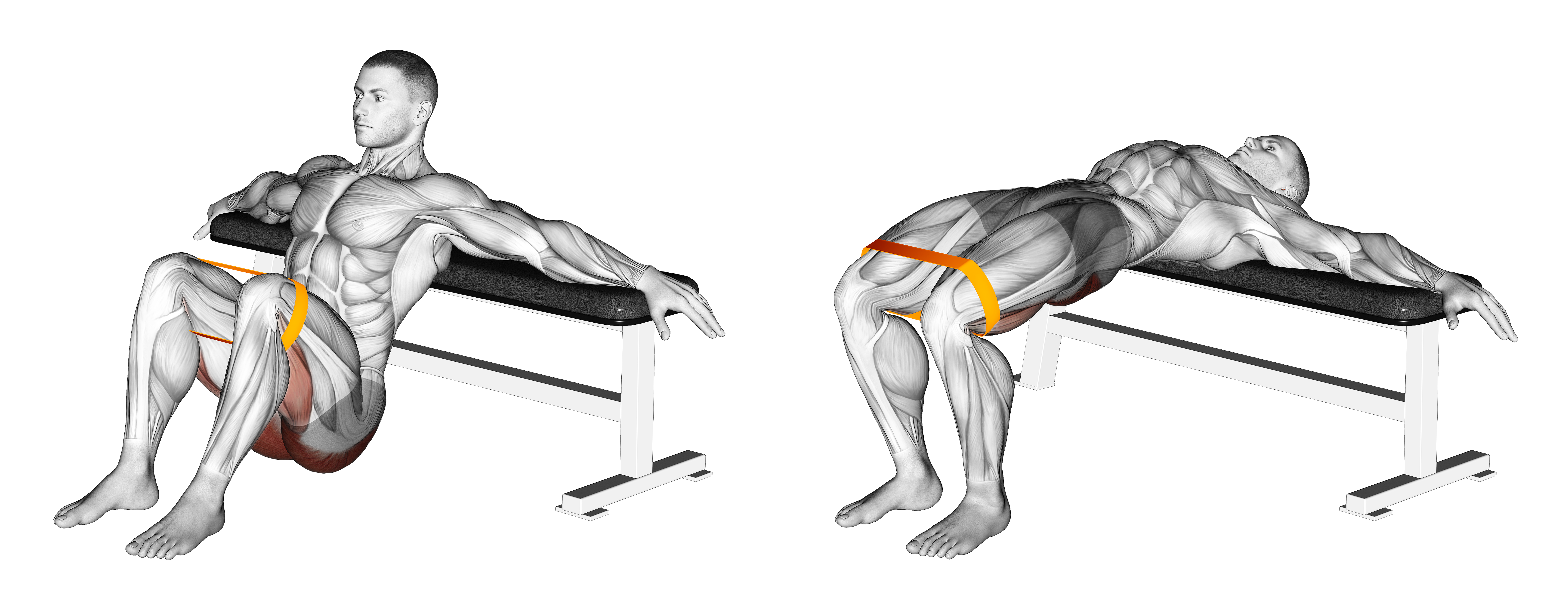 Banded Hip Thrust: Benefits, Muscles Worked, and More - Inspire US