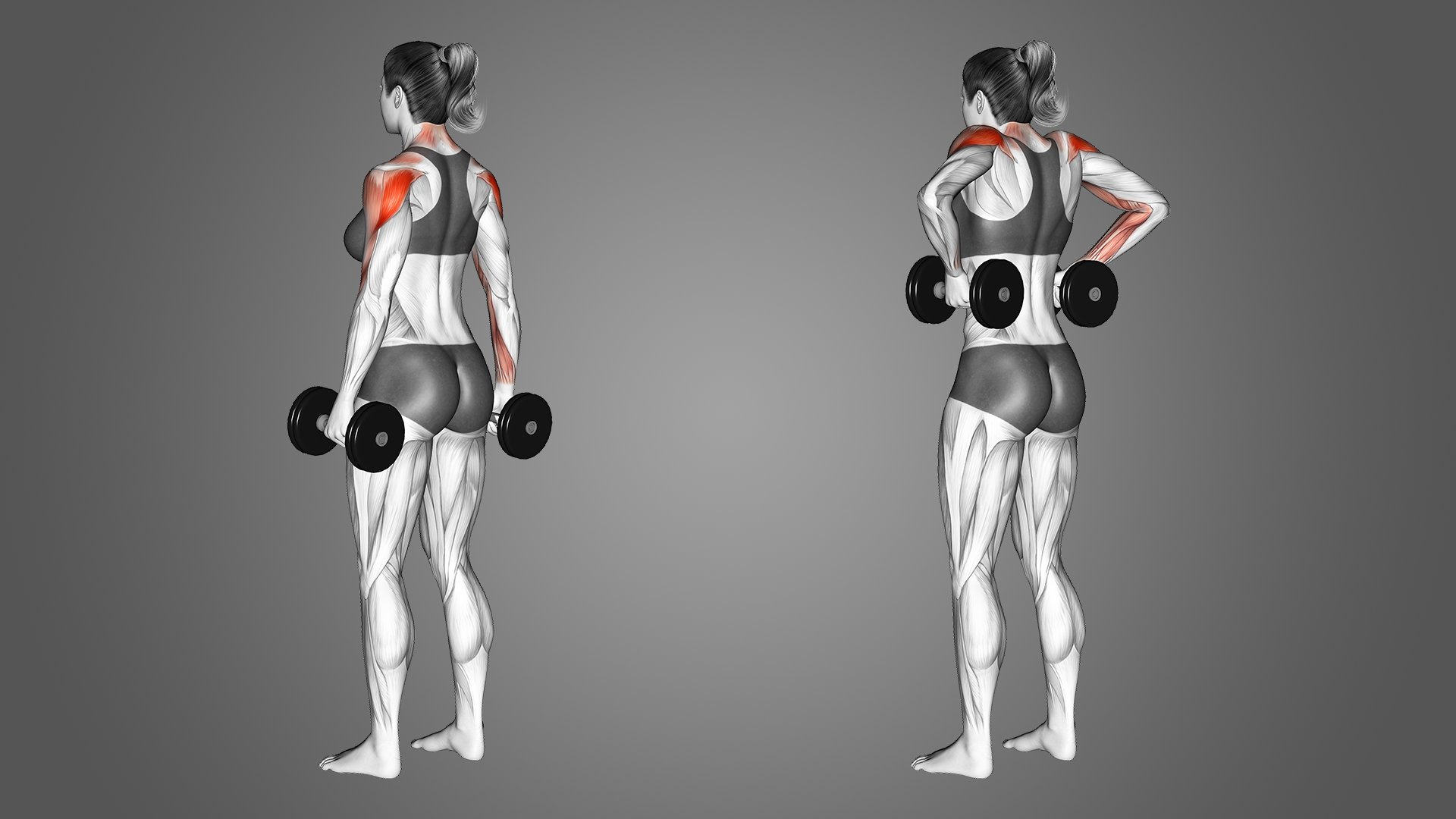 Monkey Rows: Benefits, Muscles Worked, and More - Inspire US