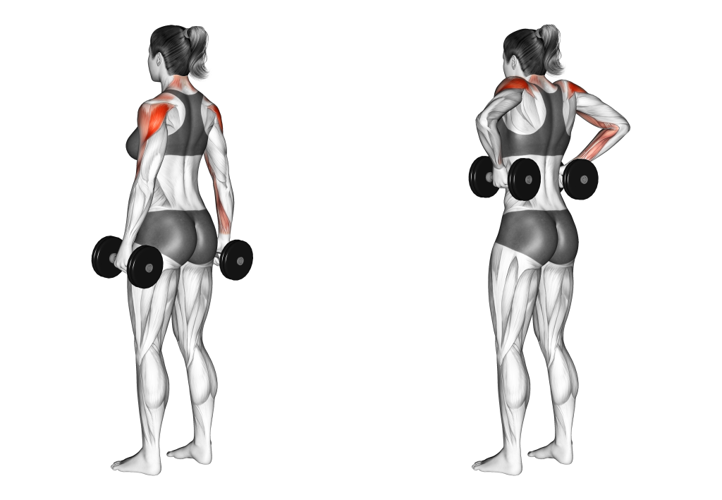 Monkey Rows: Benefits, Muscles Worked, and More - Inspire US