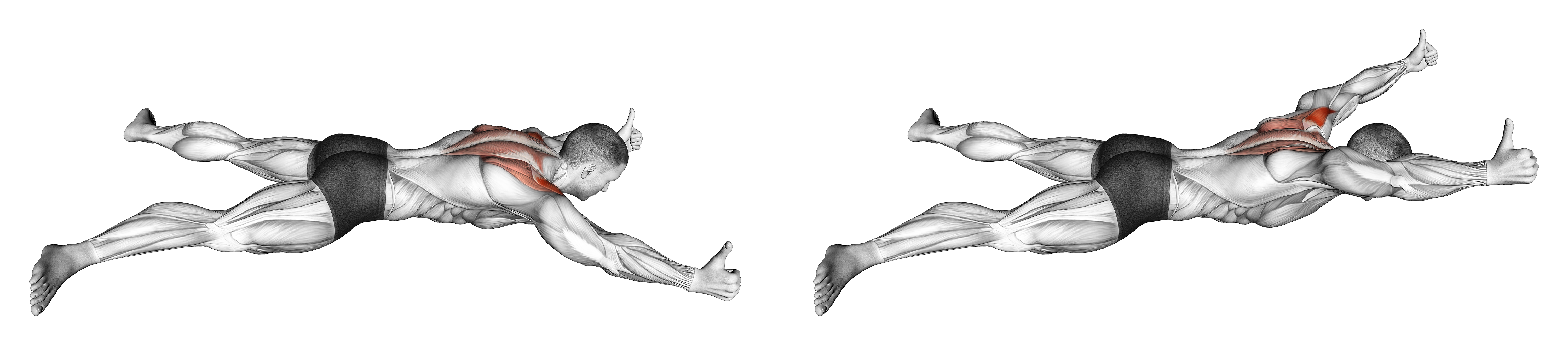 Prone Y Raises: Benefits, Muscles Worked, and More - Inspire US