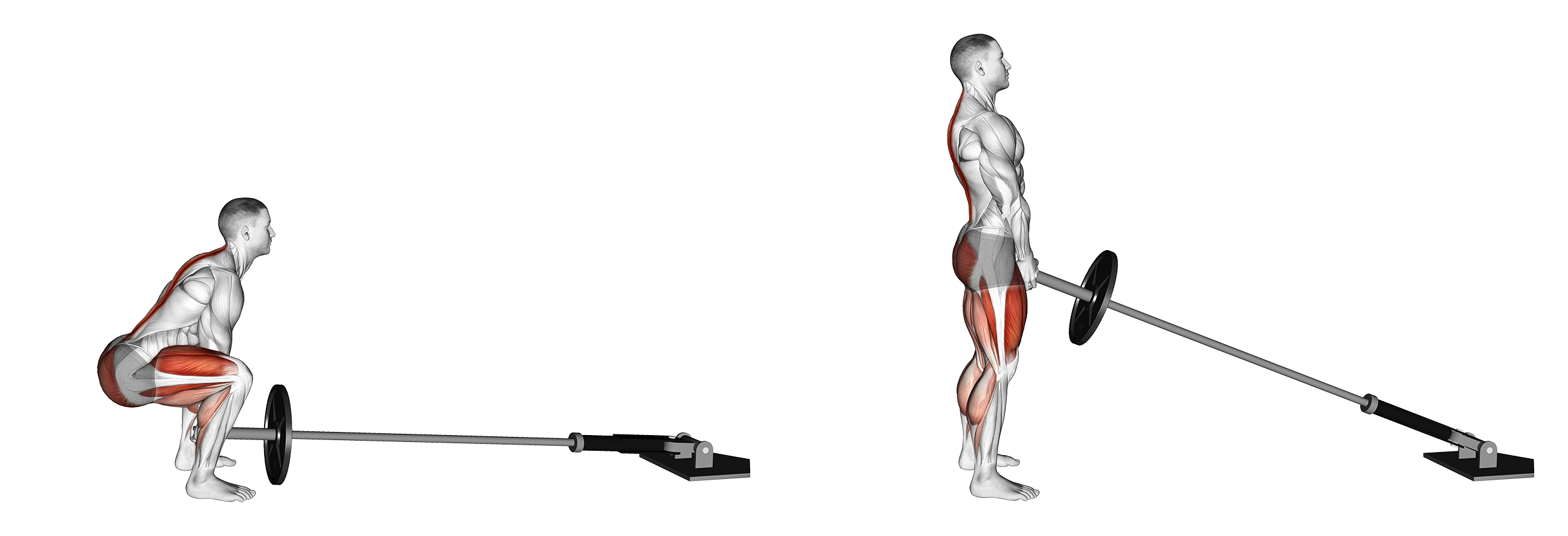 Landmine Deadlifts: Muscles Worked and More - Inspire US