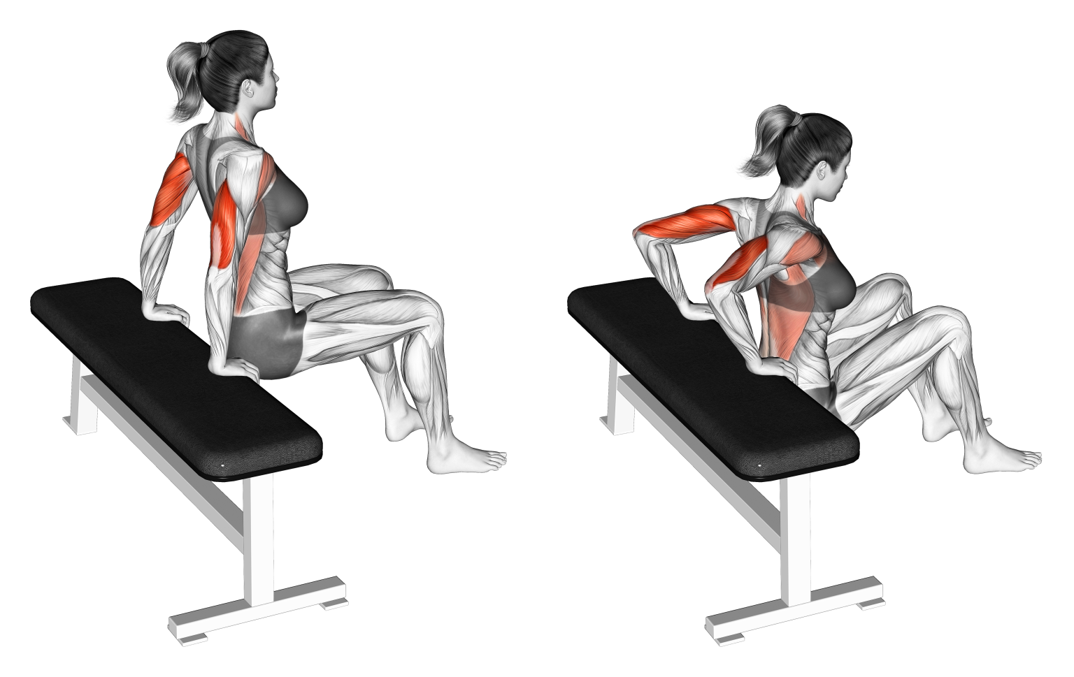 Bench Dip Exercise Overview: Muscles Worked and More - Inspire US