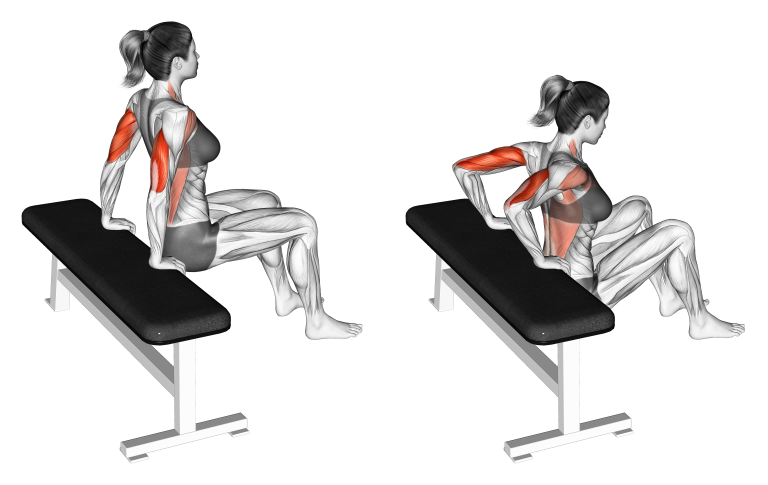 Bench Dip Exercise Overview: Muscles Worked and More - Inspire US