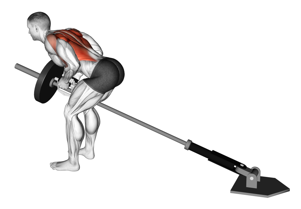 T-Bar Row vs Barbell Row: Differences Explained - Inspire US